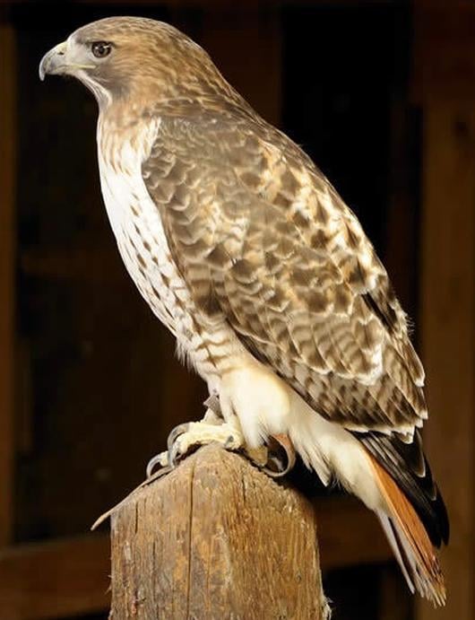 Red Tailed Hawk - Delphi Artist Gallery