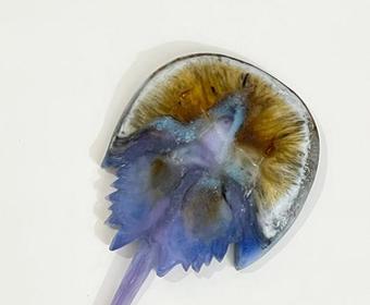 Kiln Formed Glass - Delphi Artist Gallery